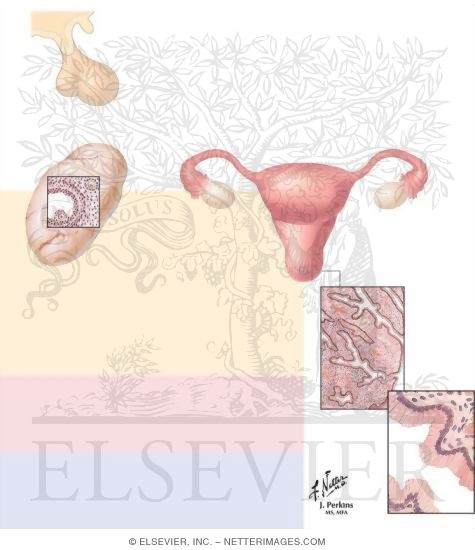 Combination Oral Contraceptives