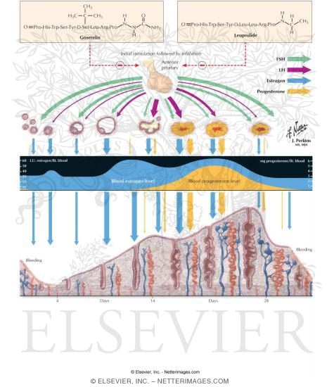 Gonadotropin-Releasing Hormone Agonists, Combination Oral ...