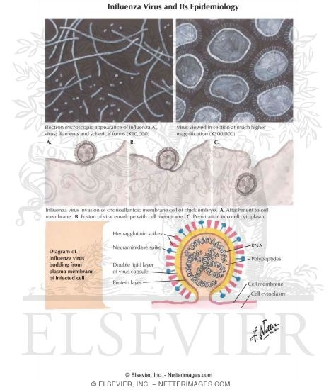 Influenza Virus and Its Epidemiology