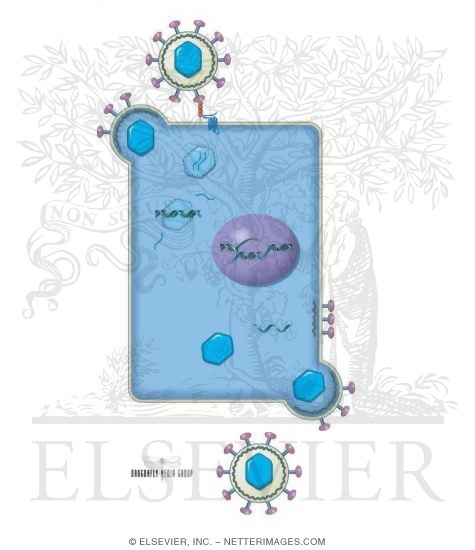 Other Antiretrovial Agents for AIDS: Tenofovir and Enfuvirtide