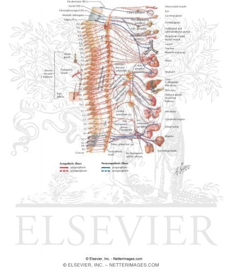 Autonomic Nervous System: Schema Schema of Autonomic Nervous System