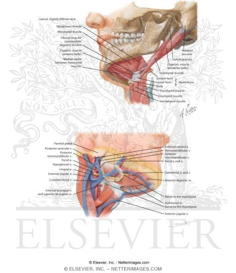 submandibular triangle boundaries