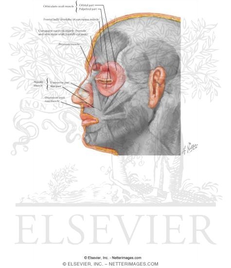 Muscles of Facial Expression: Nasal Group