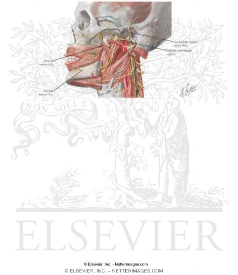 Nerve Supply of the Face: Sensory Innervation