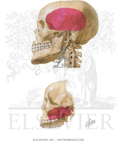 Temporal and Infratemporal Fossa