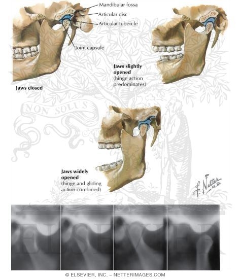 Opening of the Mandible