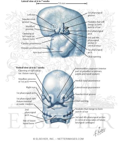 Embryo at 6 to 7 Weeks
