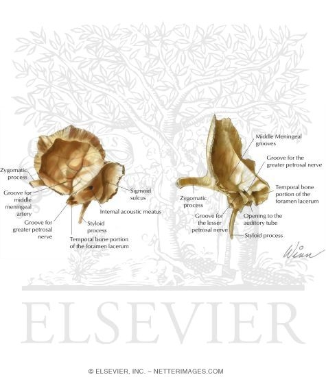 Bones of the Skull: Temporal Bone