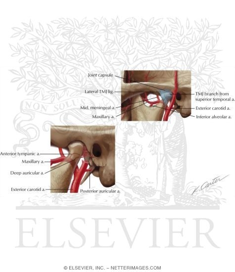 Arterial Supply of the Temporomandibular Joint