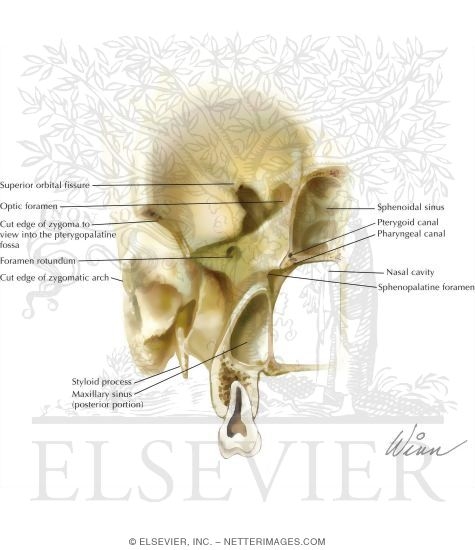 The Pterygopalatine Fossa Contents Openings Infratemporal Fossa (3)