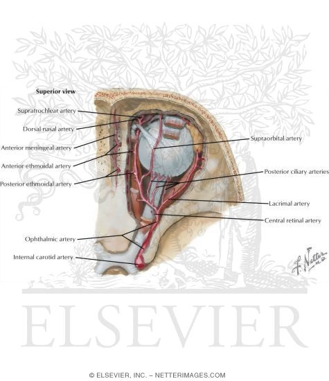 nasal ciliary nerve