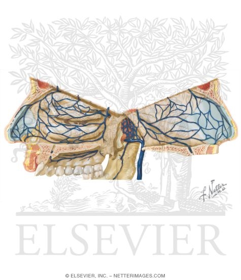 Vascular Supply of the Nasal Cavity