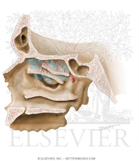 Ethmoid Sinus: Arterial Supply