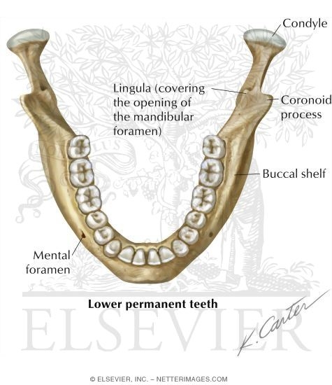 Lower Permanent Teeth