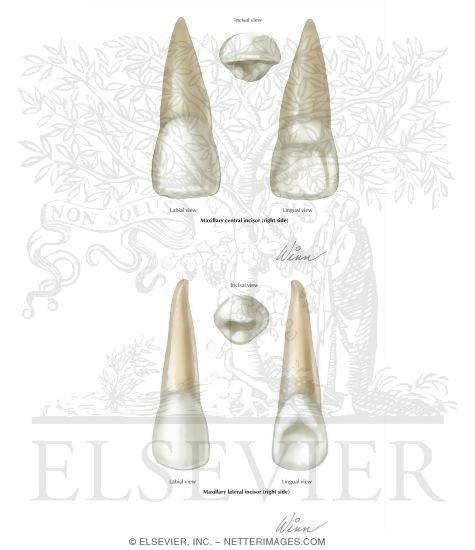 Types of Teeth: Maxillary Incisors (Right Side)