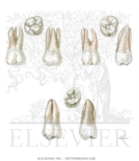 Maxillary Molars (Right Side)