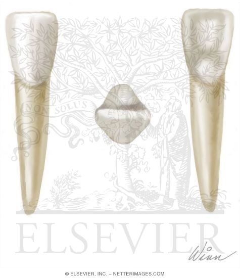 Mandibular Lateral Incisor (Right Side)