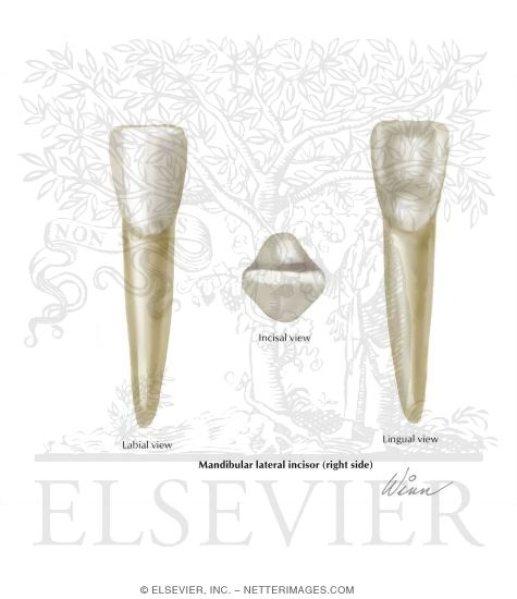 Mandibular Lateral Incisor (Right Side)