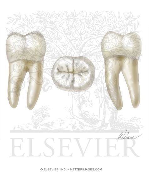 Mandibular Second Molar Anatomy