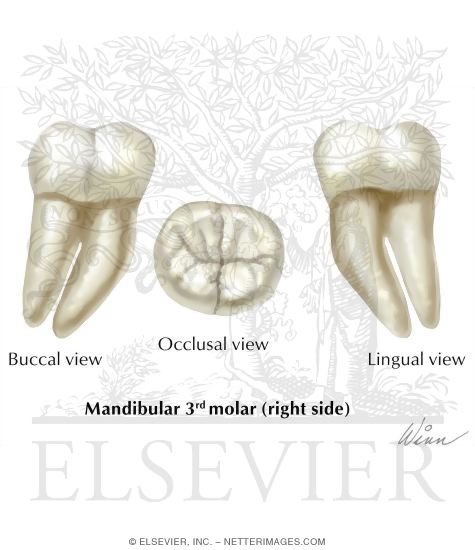 Mandibular 3rd Molar (Right Side)
