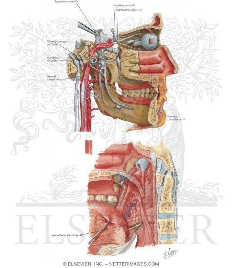 Sensory Innervation of the Mandibular Teeth