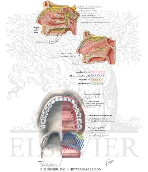 Nerve Supply of the Oral Cavity: Palate