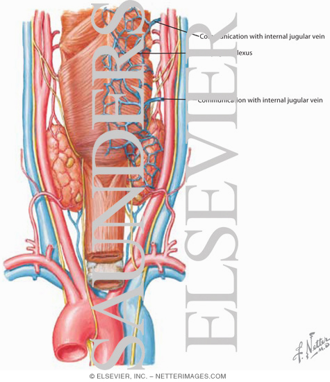 Venous Drainage of the Pharynx