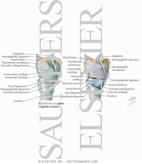 Membranes and Ligaments of the Larynx