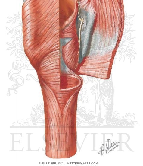 Motor and Sensory Branches From the Vagus Nerve