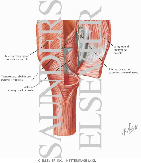 Motor and Sensory Branches From the Vagus Nerve