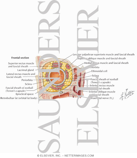Contents of the Orbit: Muscles
