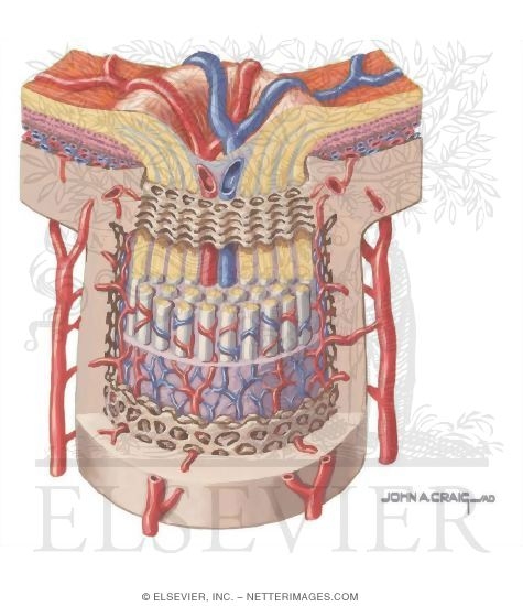 Contents of the Orbit: Nerve Supply
