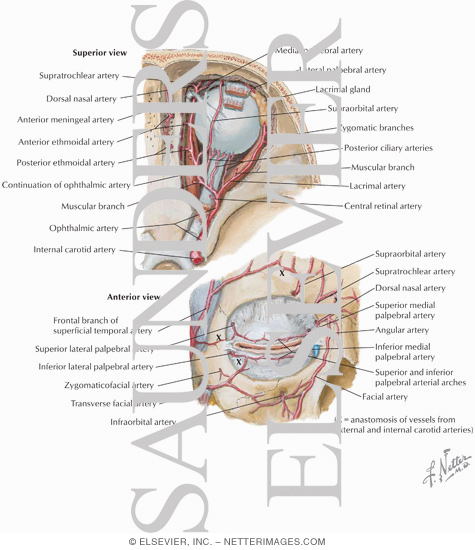 Ophthalmic Artery Netter