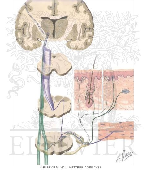 Somesthetic System - Body