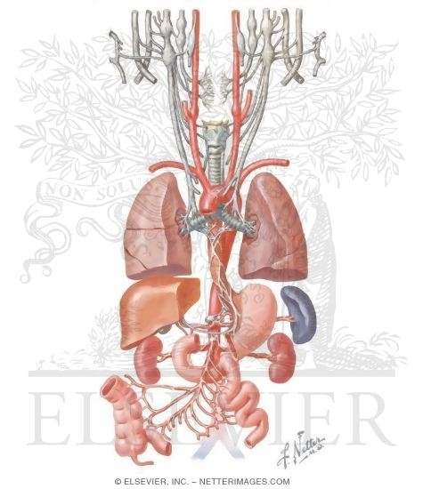 Understanding the Vagus Nerve