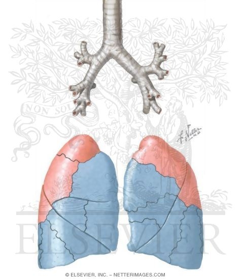 Chest Surgery In Tuberculosis