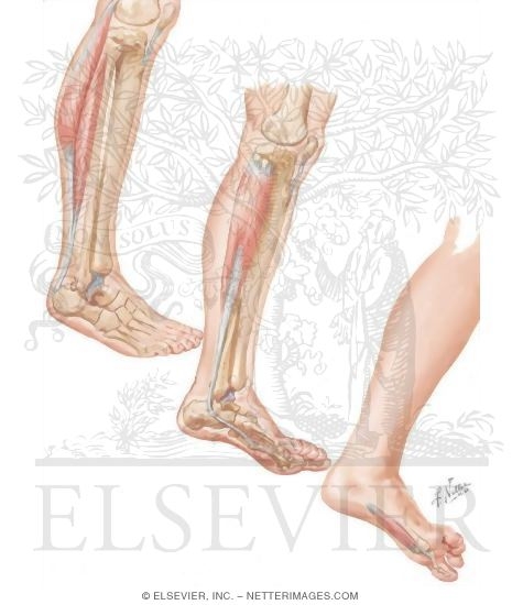 Muscle Action In Walking