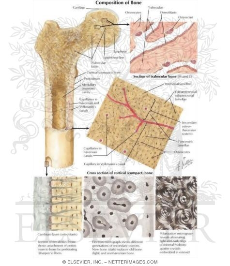 Composition of Bone