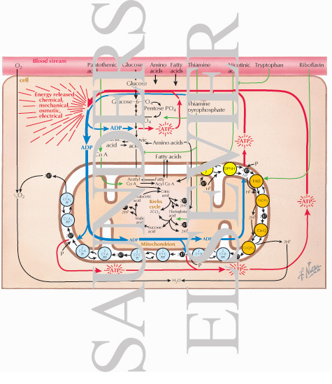 Metabolic Role of Vitamin B Complex