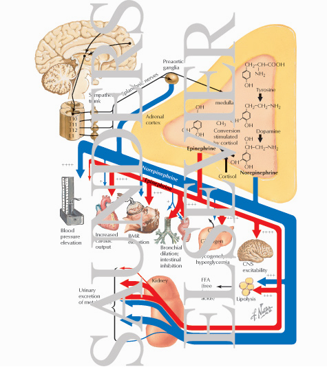 Adrenal Medulla and Catecholamines