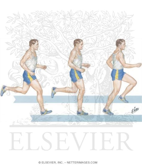 Phases of Running Gait