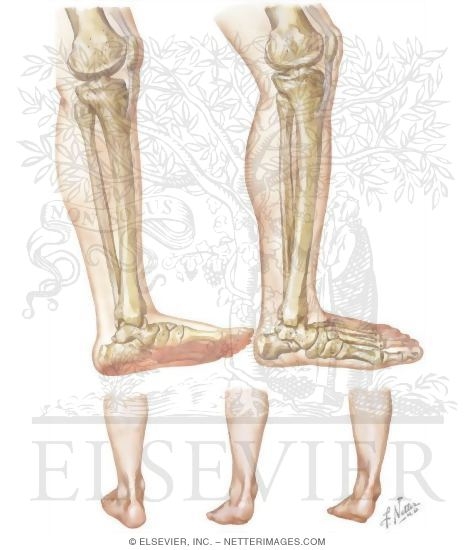 Supination and Pronation of the Foot In Running