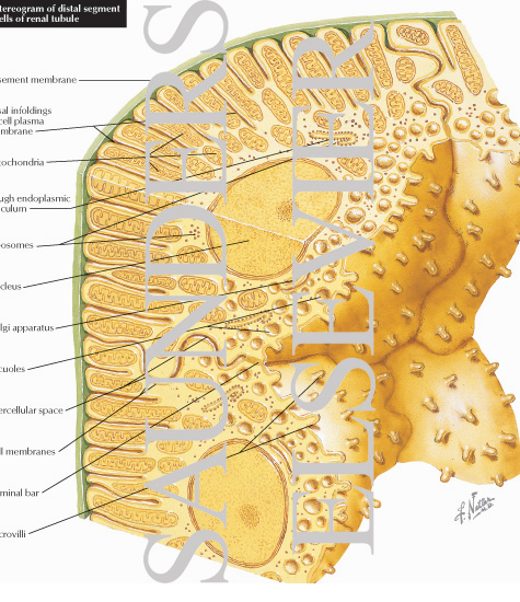 Stereogram of Distal Segment Cells of Renal Tubule