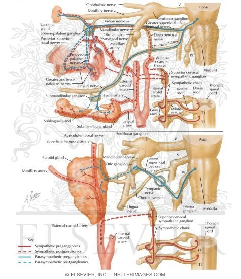 submandibular innervation