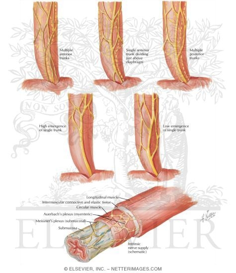 Intrinsic Nerves and Variations In Nerves of Esophagus Innervation of ...