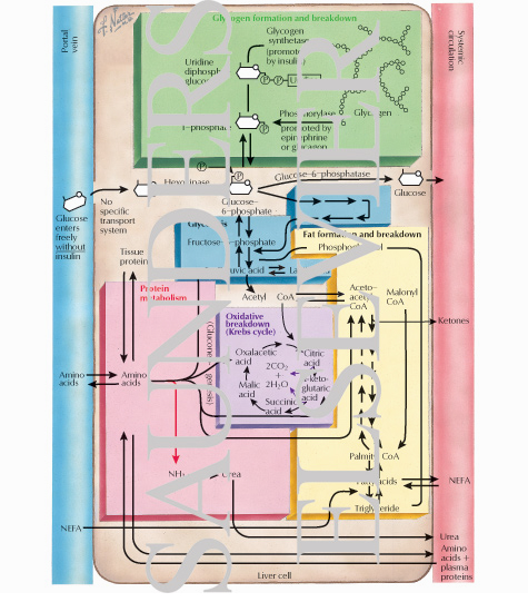 Intermediary Metabolism of the Liver Cell