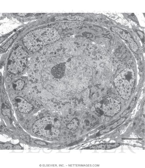 Comparative Views of the Ovary As Seen With Electron Microscopes