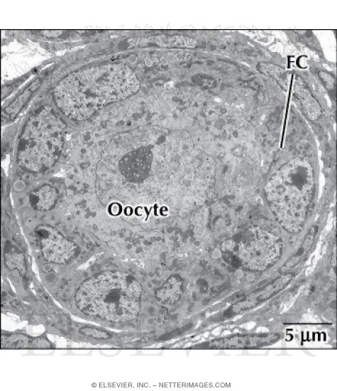 Comparative Views of the Ovary As Seen With Electron Microscopes