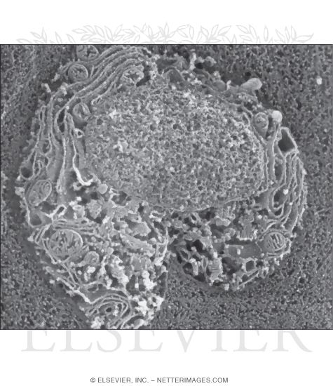 High-resolution Scanning Electron Micrograph (HRSEM)