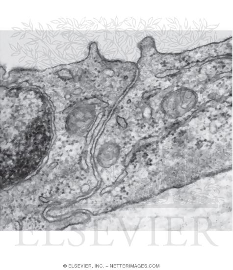 cell wall micrograph